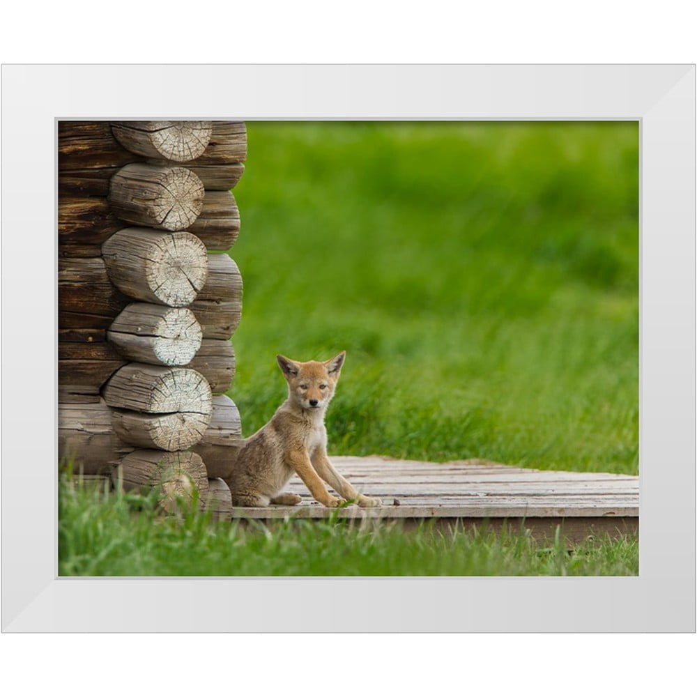 Galloimages Online 24x20 White Modern Wood Framed Museum Art Print ...