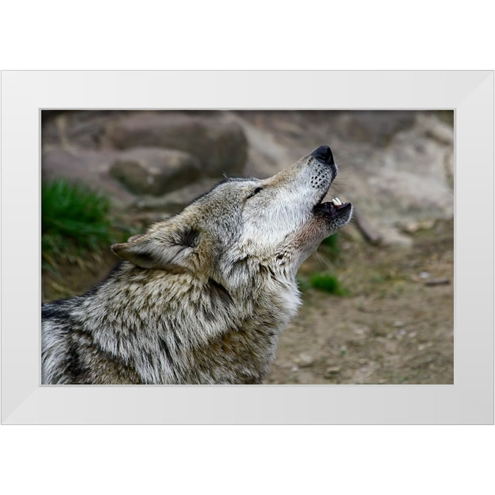 Galloimages Online 32x23 White Modern Wood Framed Museum Art Print Titled - Mexican Wolf ...
