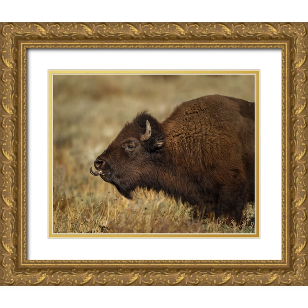 Galloimages Online 32x26 Gold Ornate Wood Framed with Double Matting ...