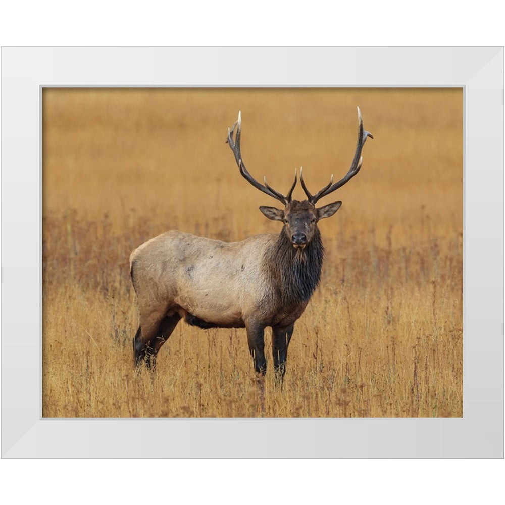 Galloimages Online 32x26 White Modern Wood Framed Museum Art Print ...