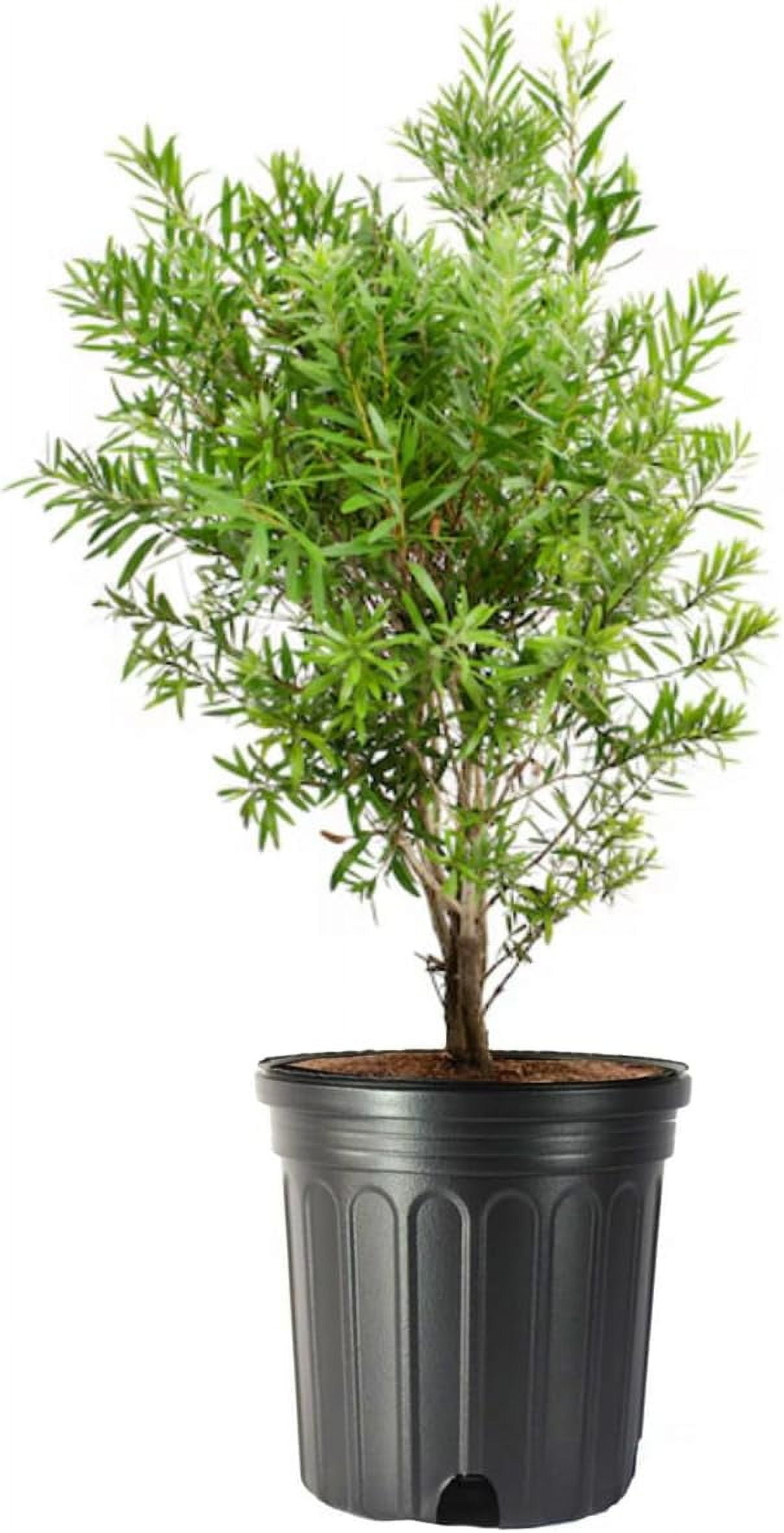 Gallon) Bottle Plant-Gorgeous bottle Like Flowers, get Their Name from ...