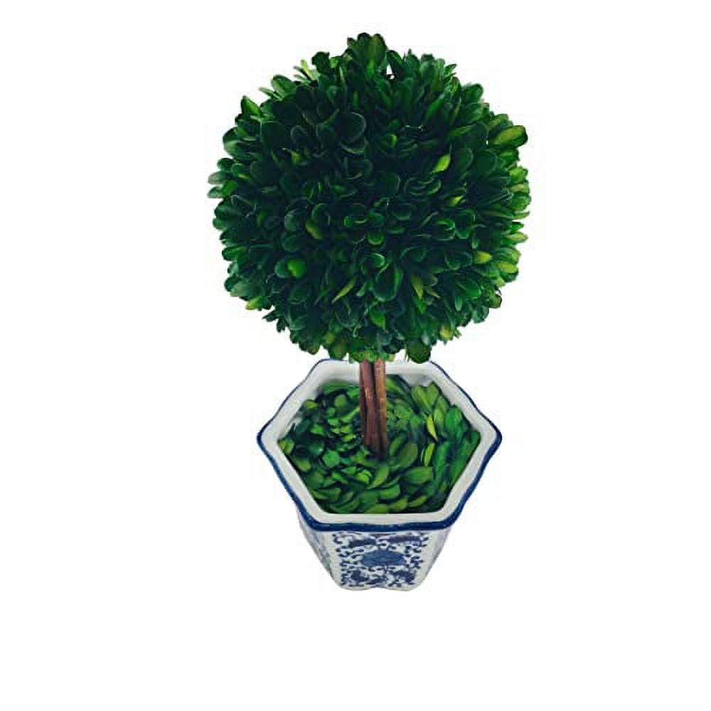 Galt International Preserved Boxwood Topiary Tree in Blue & White ...
