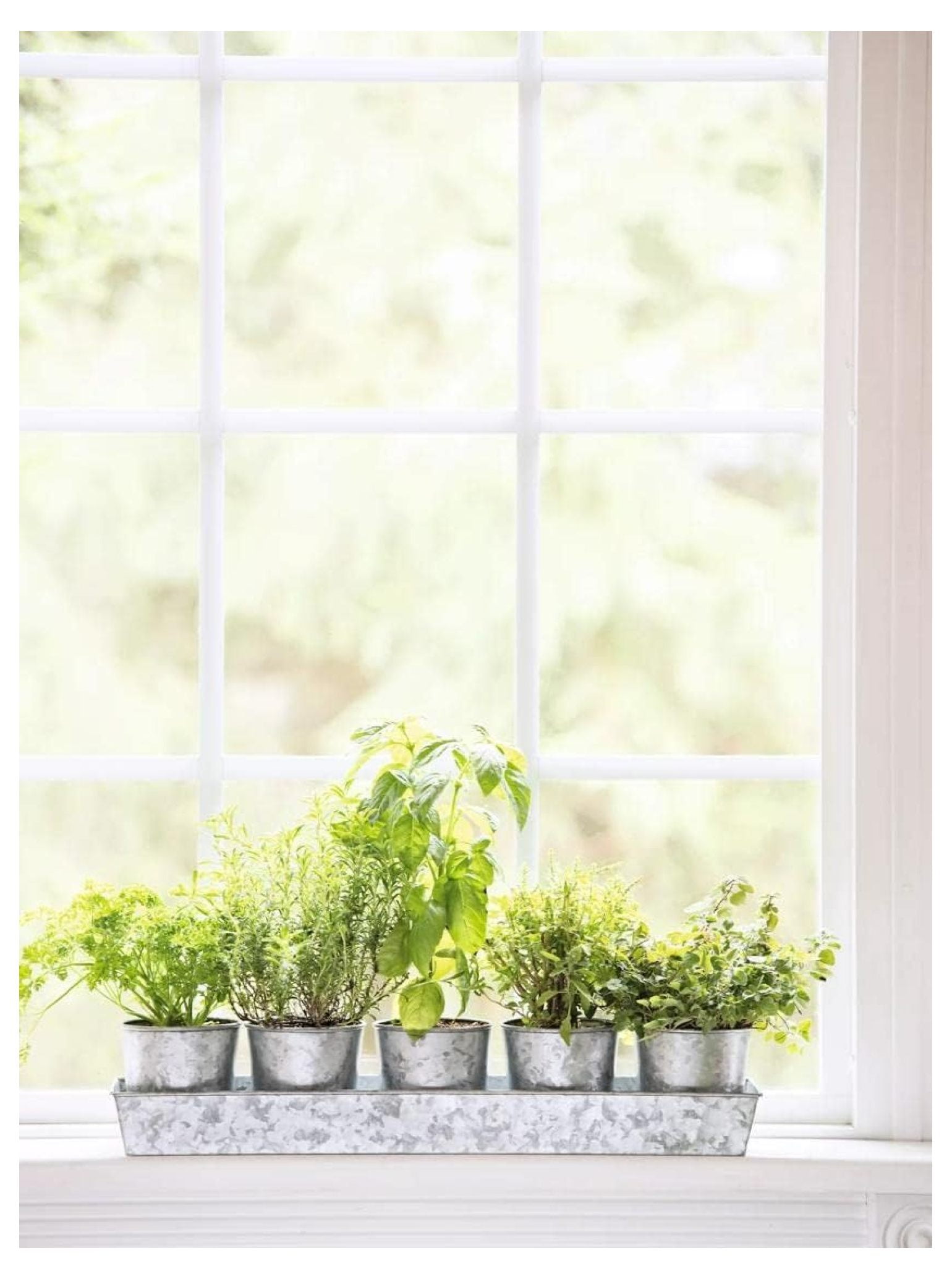 Galvanized Planters with Rectangular Tray | includes 5 Vintage ...