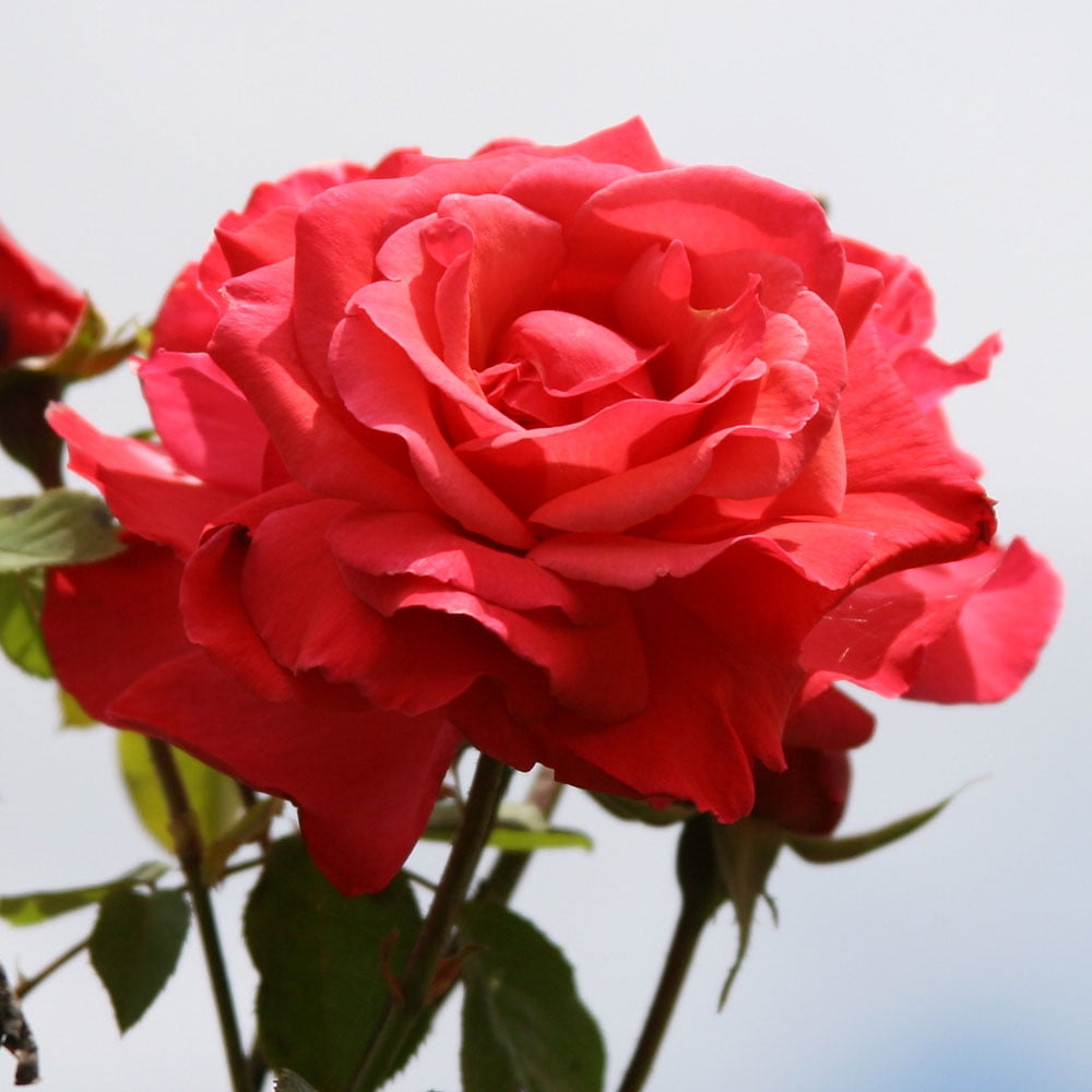 Galway Bay® Climbing Rose by Heirloom Roses - Climbing Roses Live ...