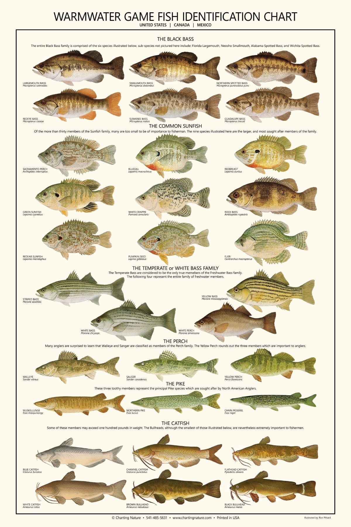 Game Fish Poster: Warmwater Gamefish Poster & Identification Chart ...