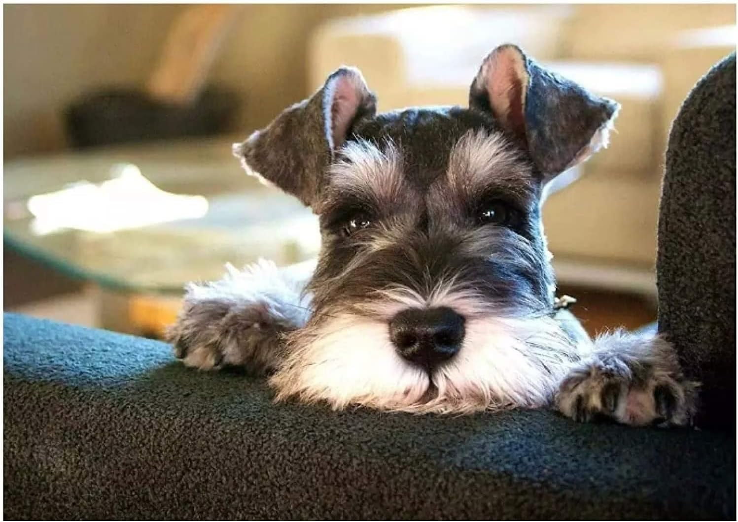 Games Toys Wooden Puzzles Schnauzer DIY Educational Puzzle Suitable for ...