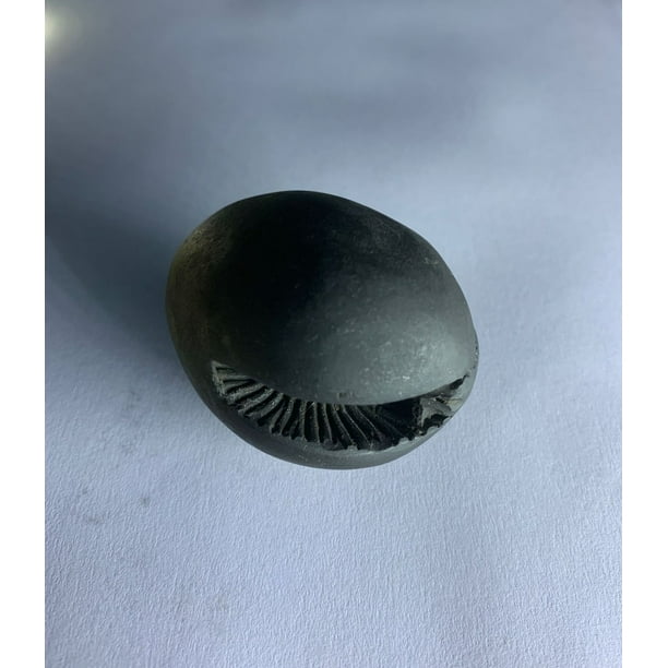 Gandaki River Govinda Shaligram 91g, Saligram Stone, Gandaki Nepal ...