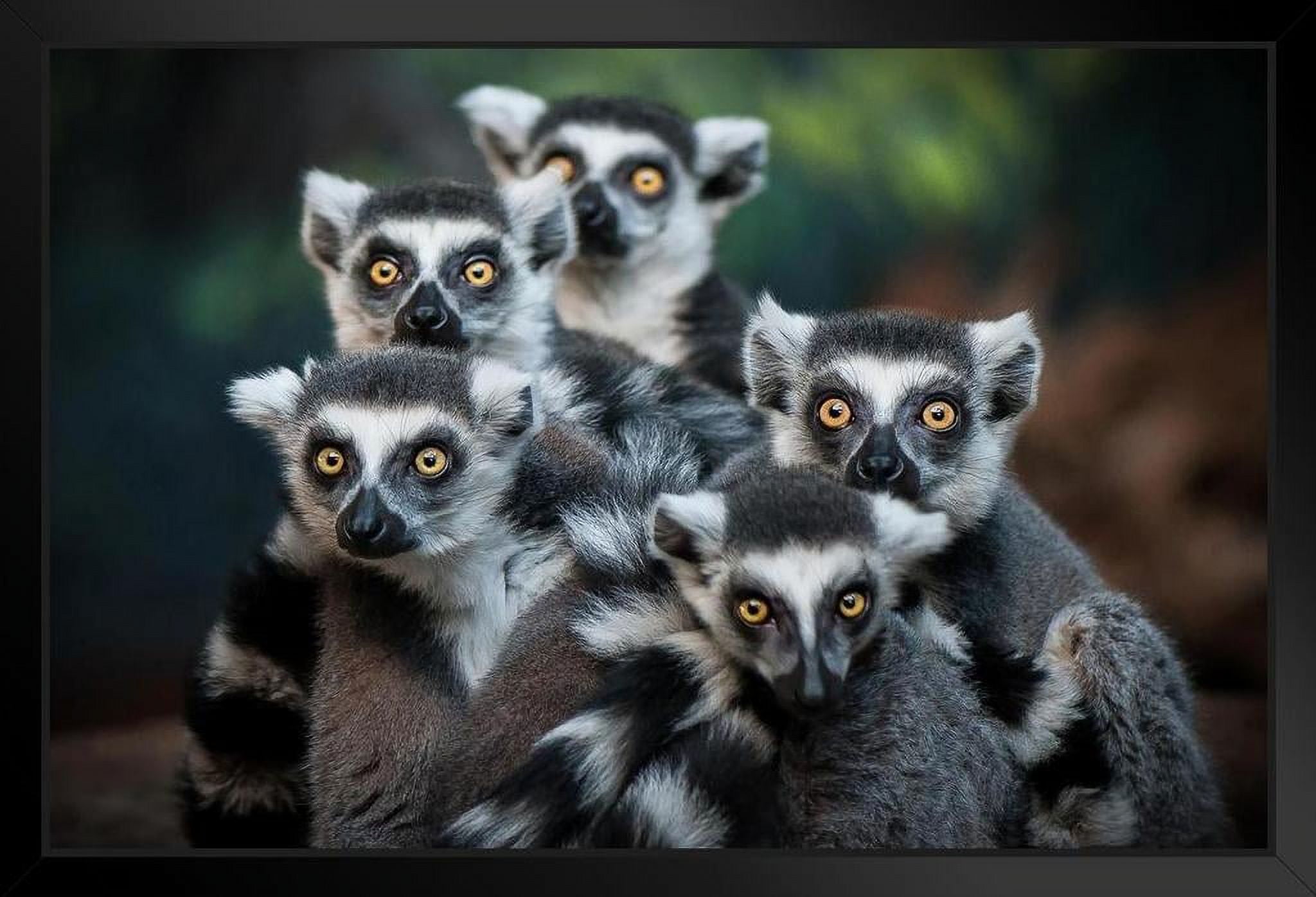 Gang of Lemurs Photo Photograph Primate Poster Monkey Decor Monkey ...