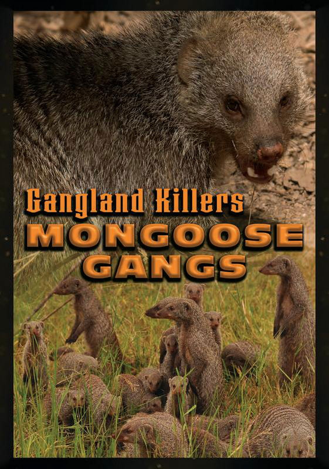 Gangland Killers: Mongoose Gangs - Walmart.com
