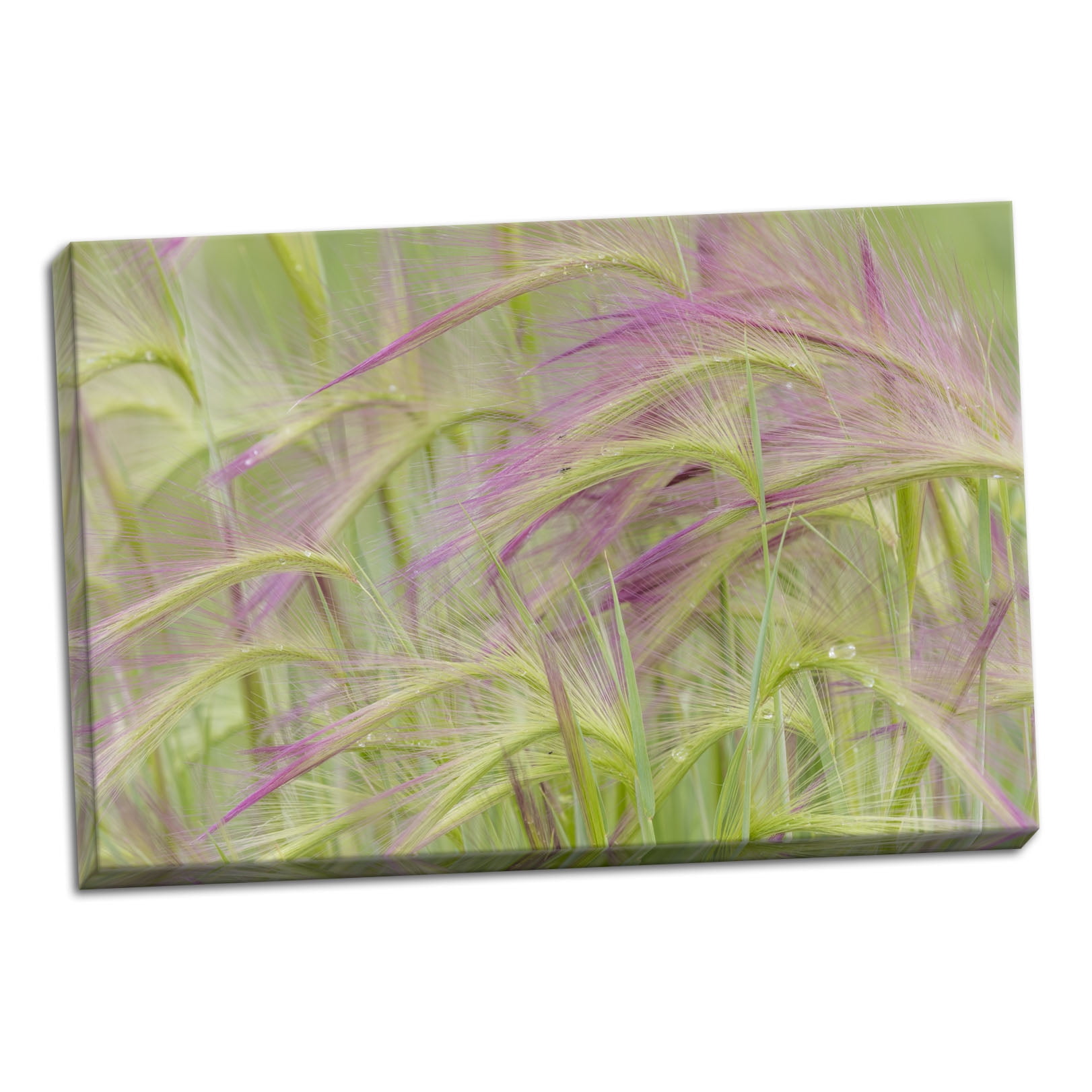 Gango Home Decor Foxtail Barley II by Kathy Mahan (Ready to Hang); One ...