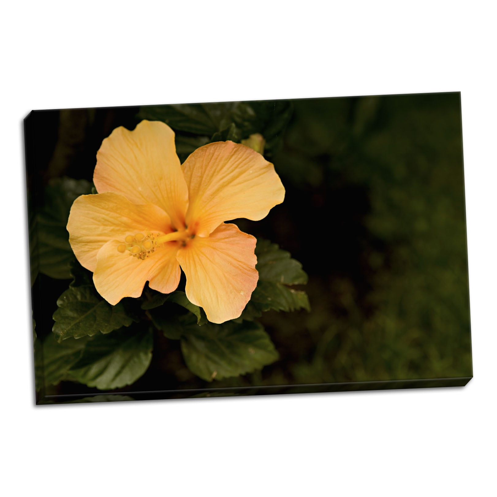 Gango Home Decor Hybiscus on Black by Karyn Millet (Ready to Hang); One ...