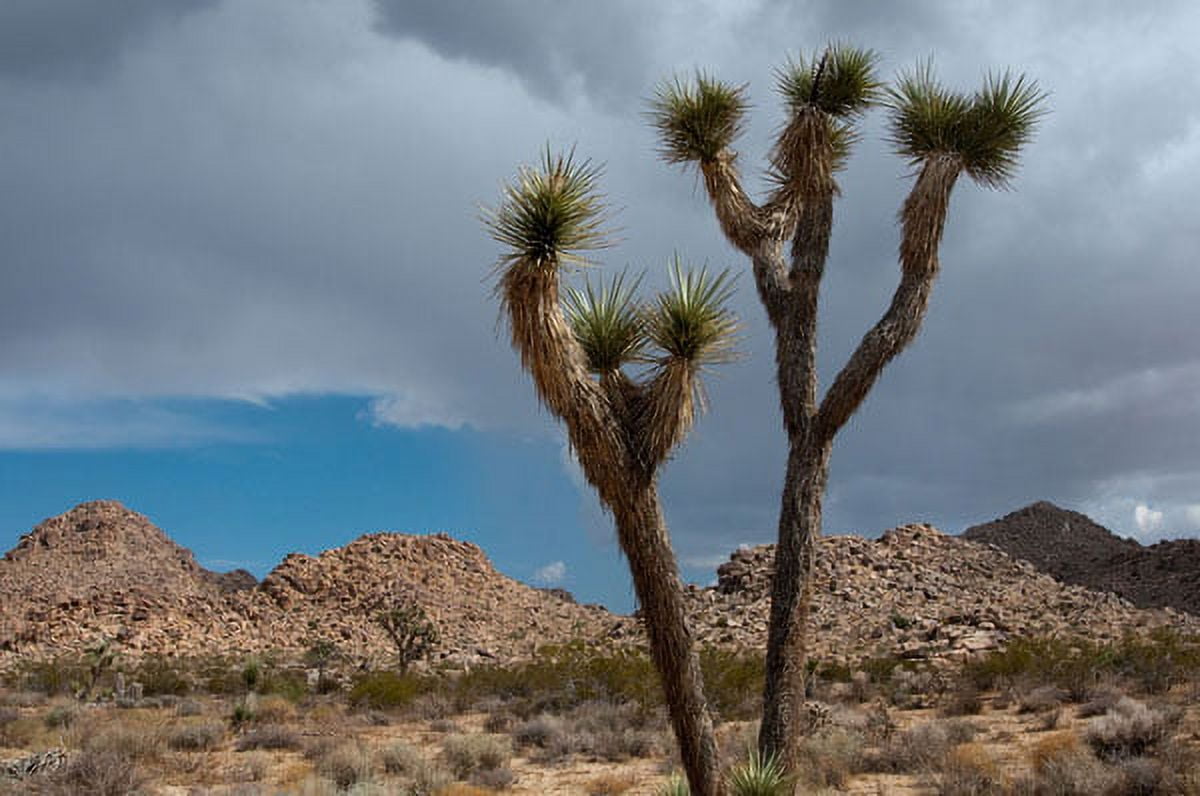 Gango Home Decor Joshua Tree III by Erin Berzel (Printed on Paper); One ...