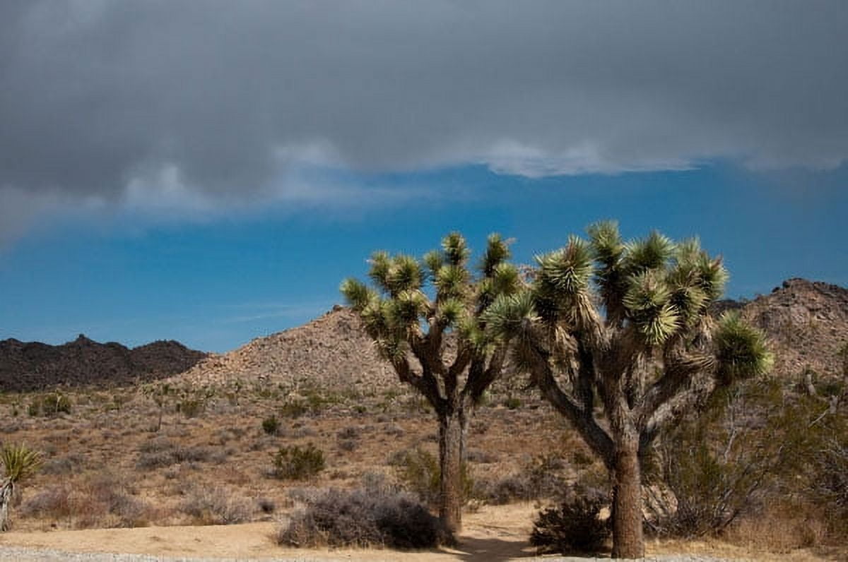 Gango Home Decor Joshua Tree IV by Erin Berzel (Printed on Paper); One ...