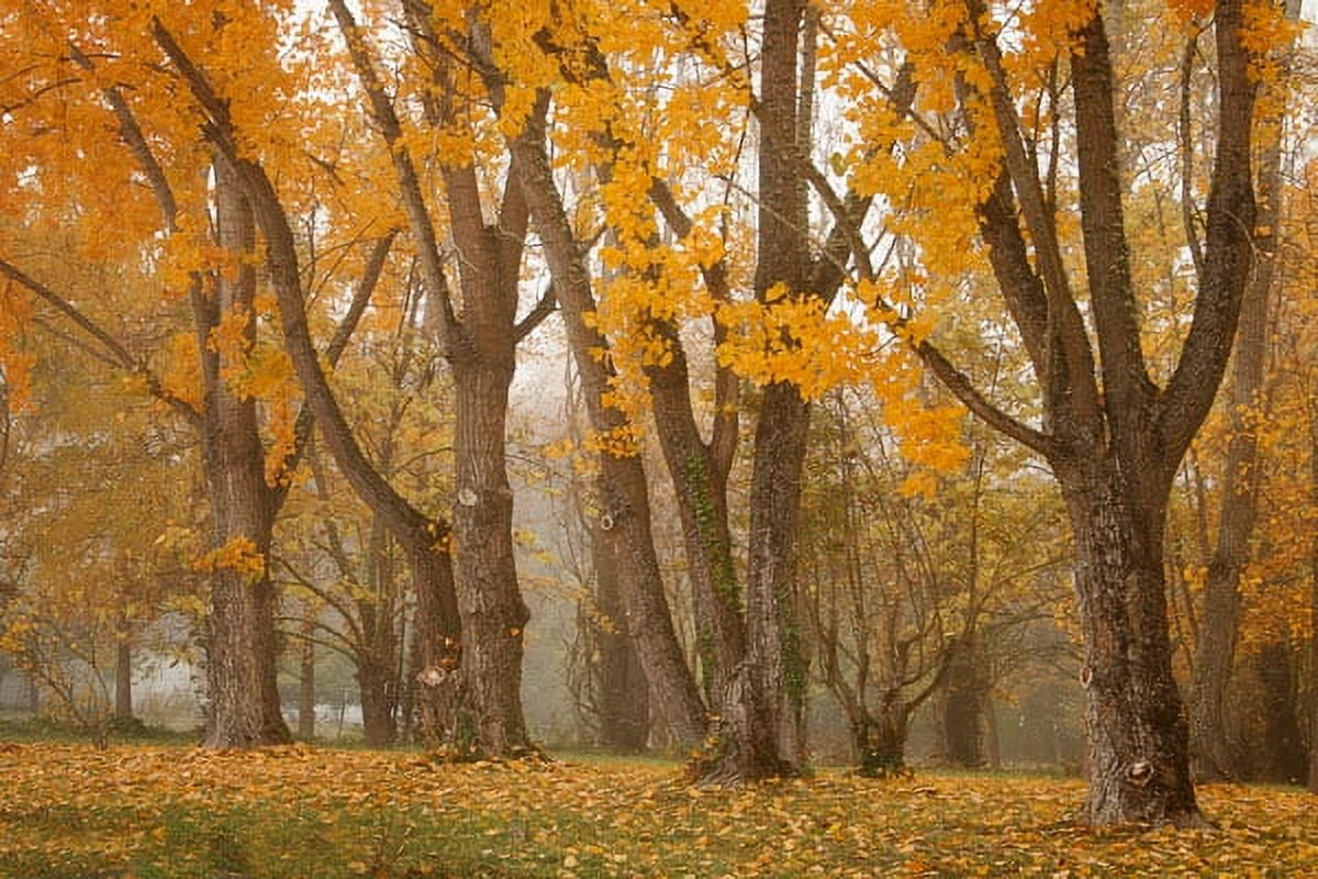 Gango Home Decor Maple Parade I by Vitaly Geyman (Printed on Paper); One 36x24in Fine Art Paper ...
