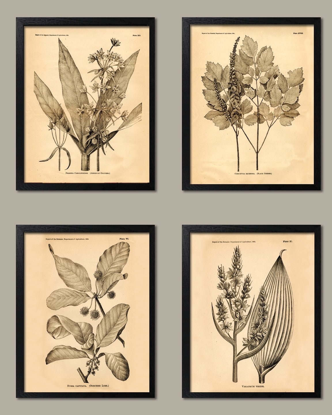 Gango Home Decor Old-Fashioned Plant Botanical Prints; 4 - 8" x 10 ...