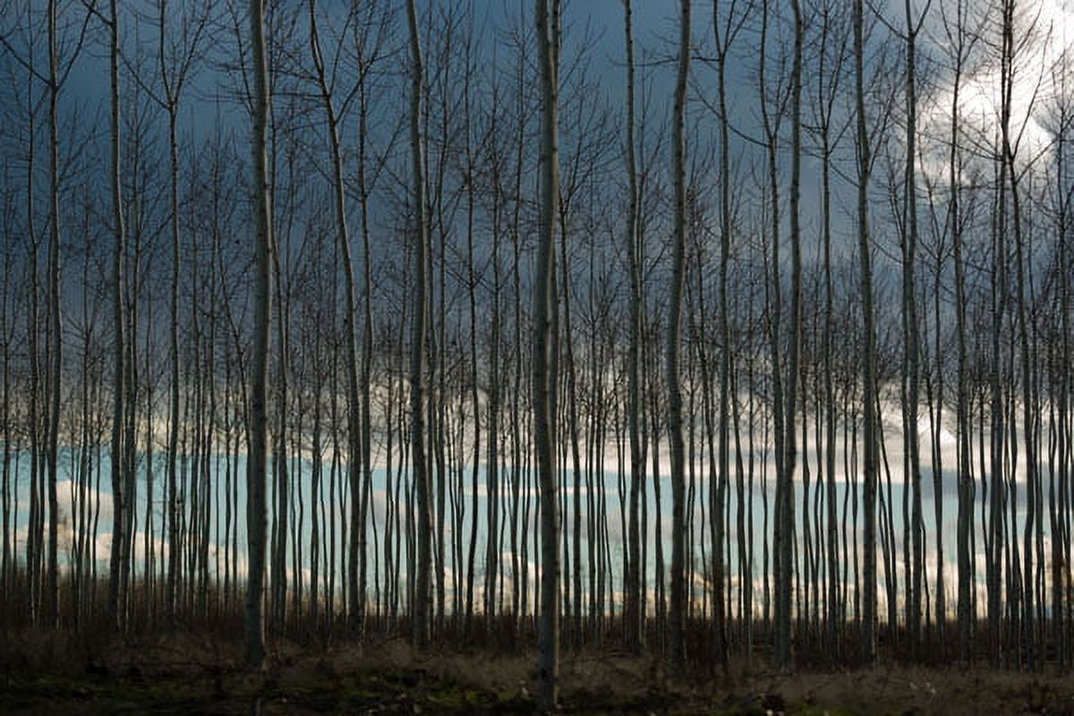 Gango Home Decor Pacific Albus & Clouds II by Erin Berzel (Printed on ...