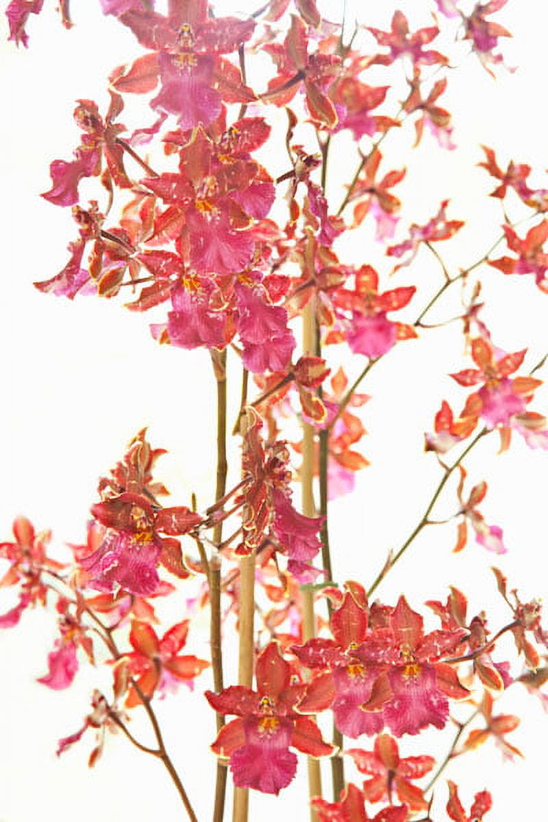 Gango Home Decor Pink Orchid II by Karyn Millet (Printed on Paper); One ...