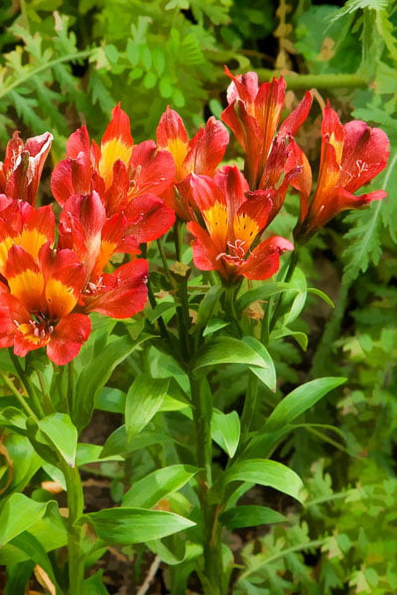Gango Home Decor Red & Yellow Flowers by George Johnson (Printed on ...
