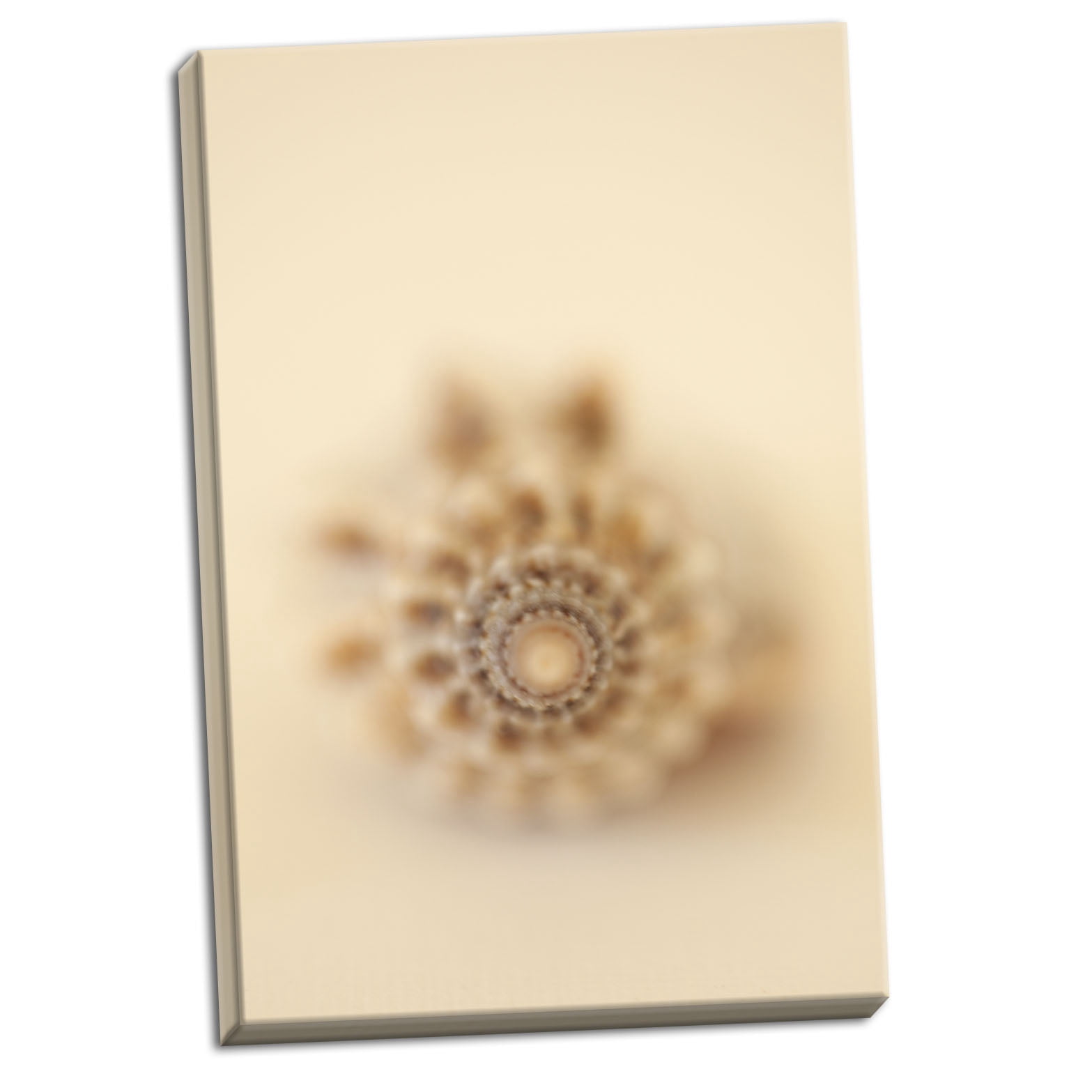 Gango Home Decor Sea Shells III by Karyn Millet (Ready to Hang); One ...