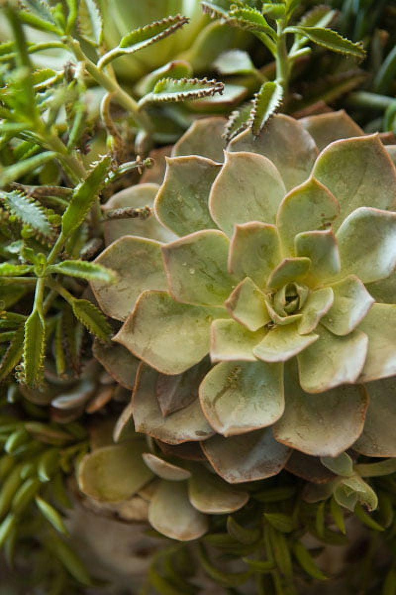 Gango Home Decor Succulent IV by Karyn Millet (Printed on Paper); One ...