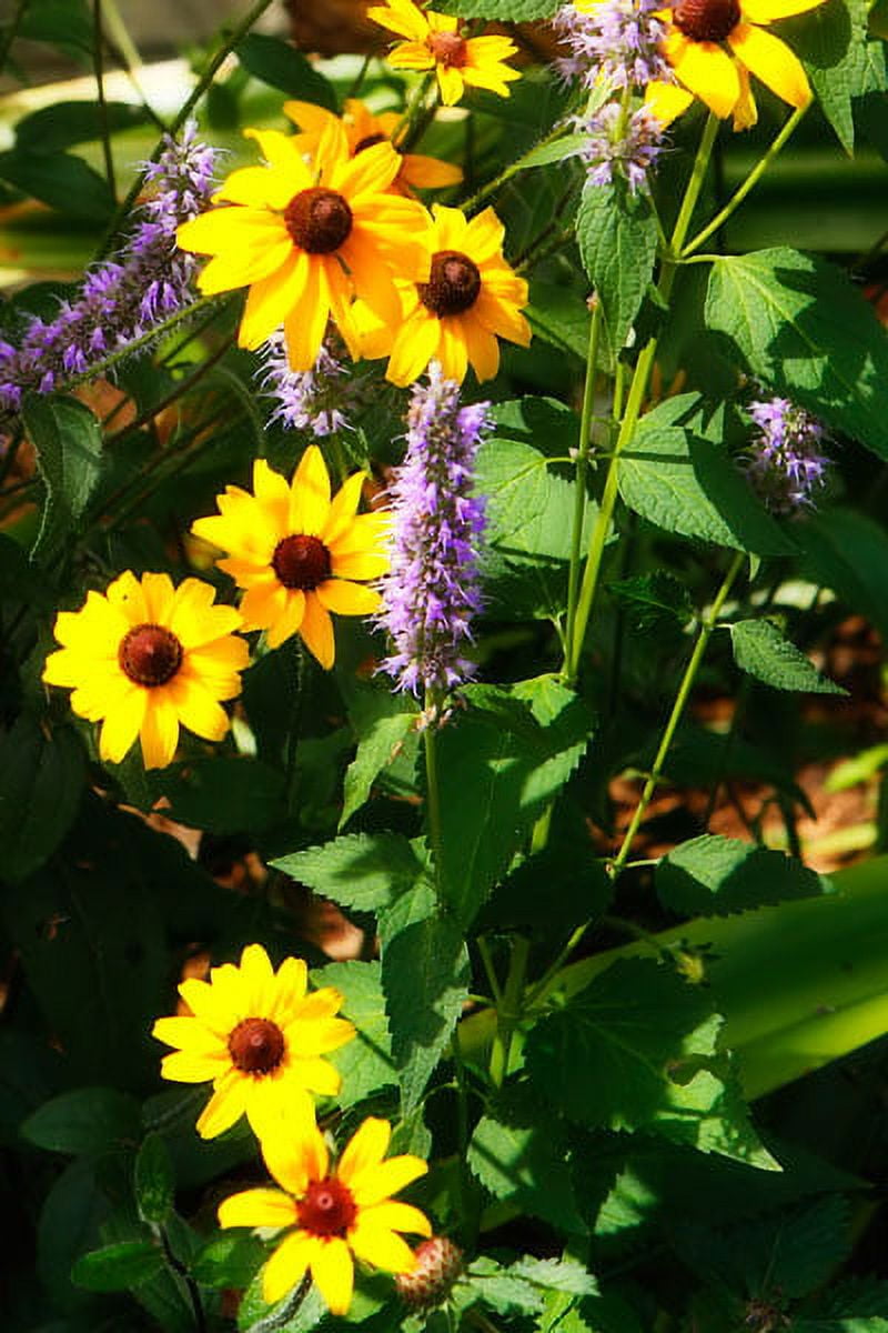 Gango Home Decor Summer Glory II by Alan Hausenflock (Printed on Paper ...