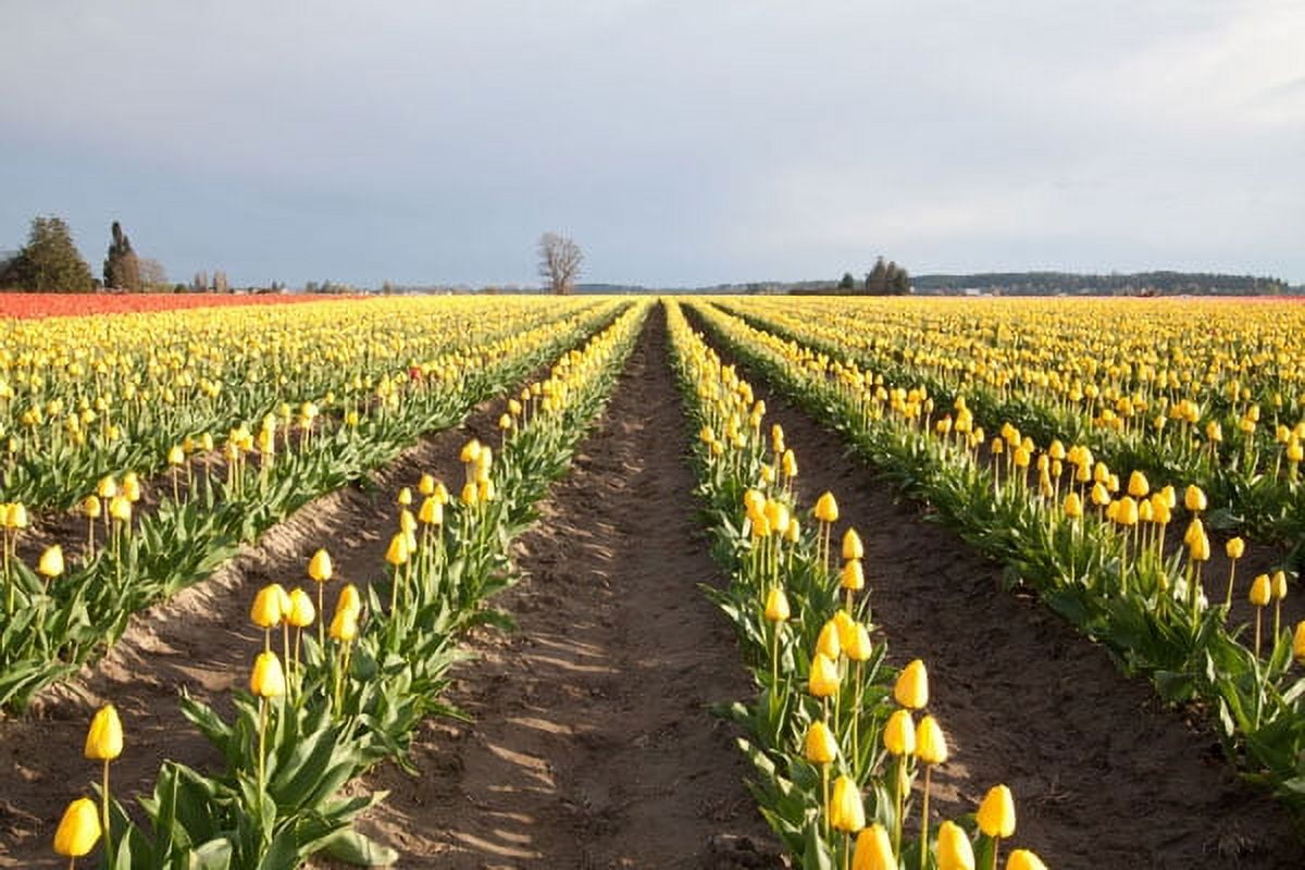 Gango Home Decor Tulips at Sunset II by Dana Styber (Printed on Paper); One 36x24in Fine Art ...