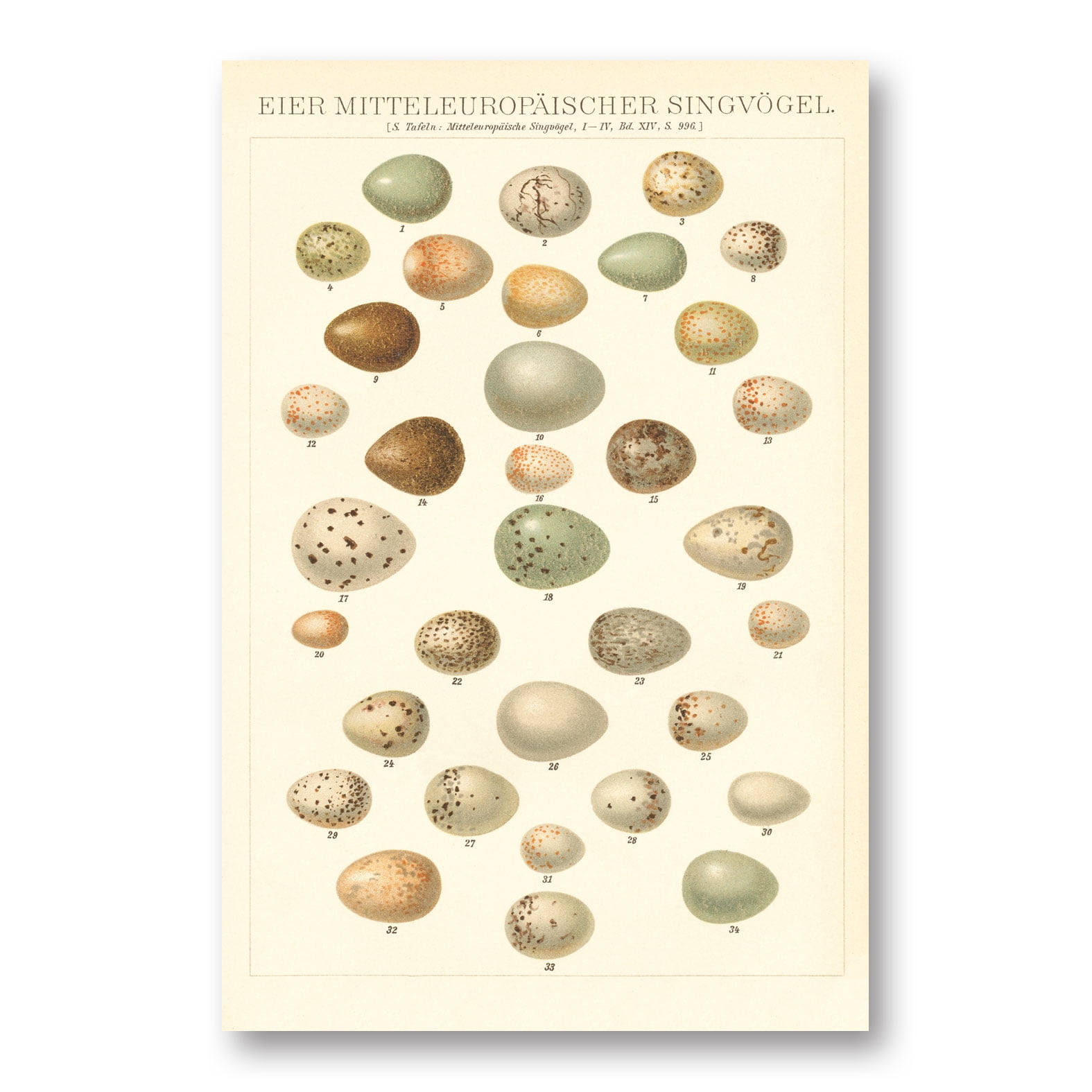 Gango Home Decor Vintage Songbird Egg Chart by Wild Apple Portfolio ...