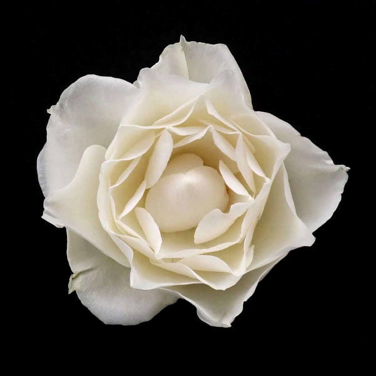 Gango Home Decor White Rose I by Jim Christensen (Printed on Paper ...
