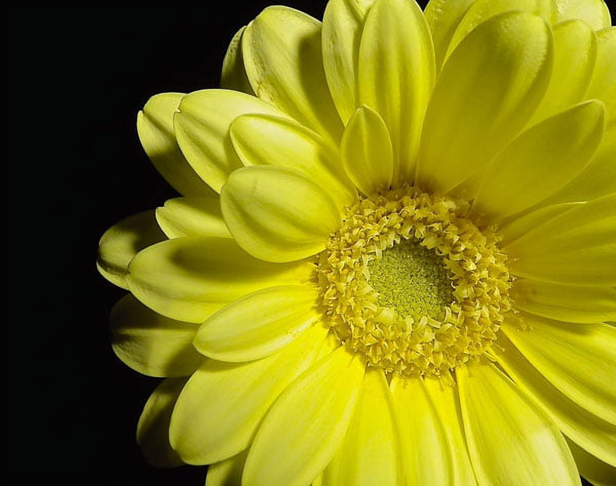 Gango Home Decor Yellow Daisy by Monika Burkhart (Printed on Paper ...