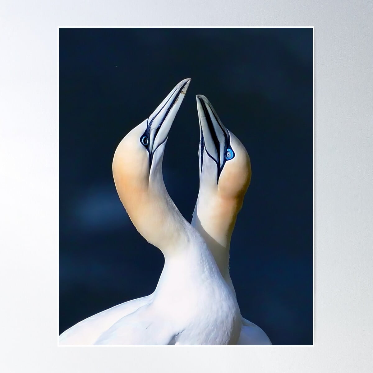 Gannet Courtship Poster Wall Art, Modern Wall Decor For Living Room ...