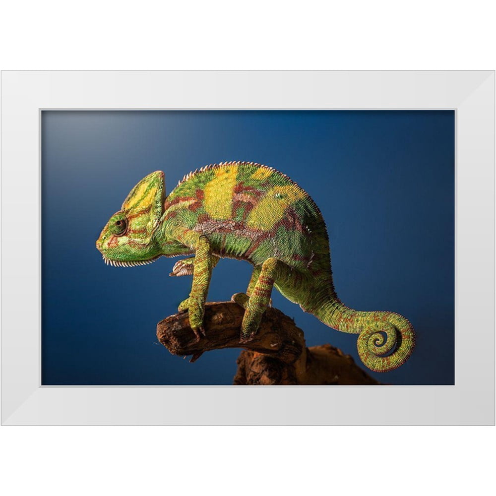 Garcia, Jose 18x13 White Modern Wood Framed Museum Art Print Titled ...