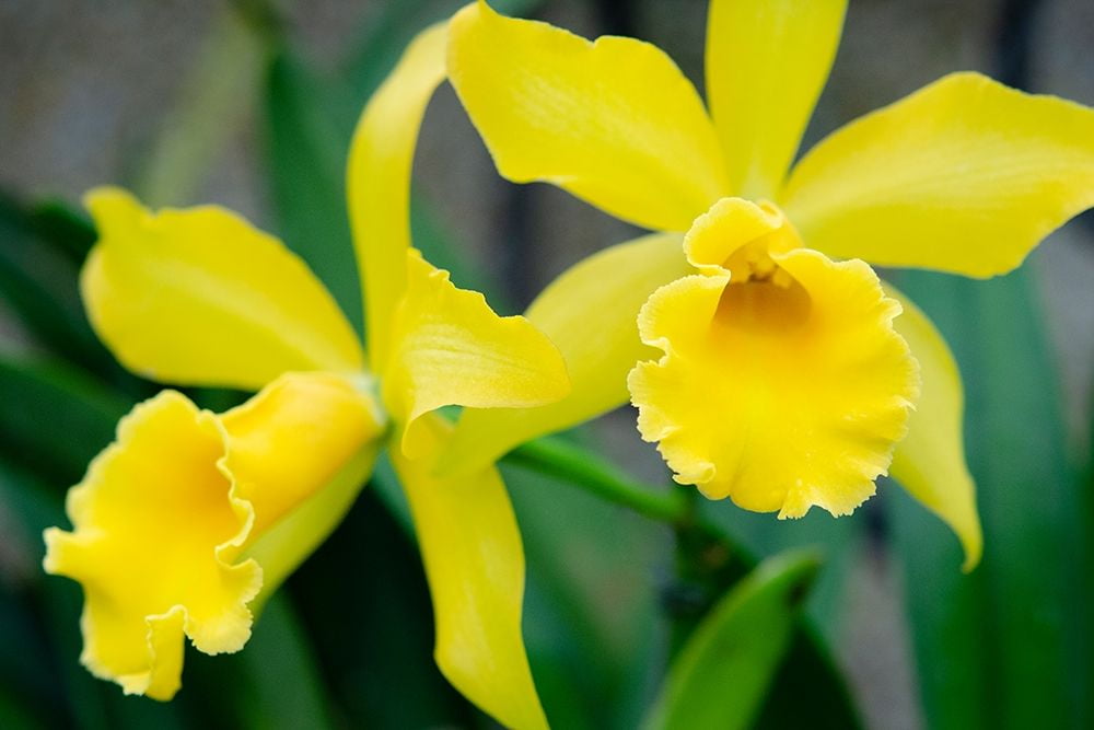 Garden Array III Poster Print - Laura DeNardo (24 x 18) - Walmart.com