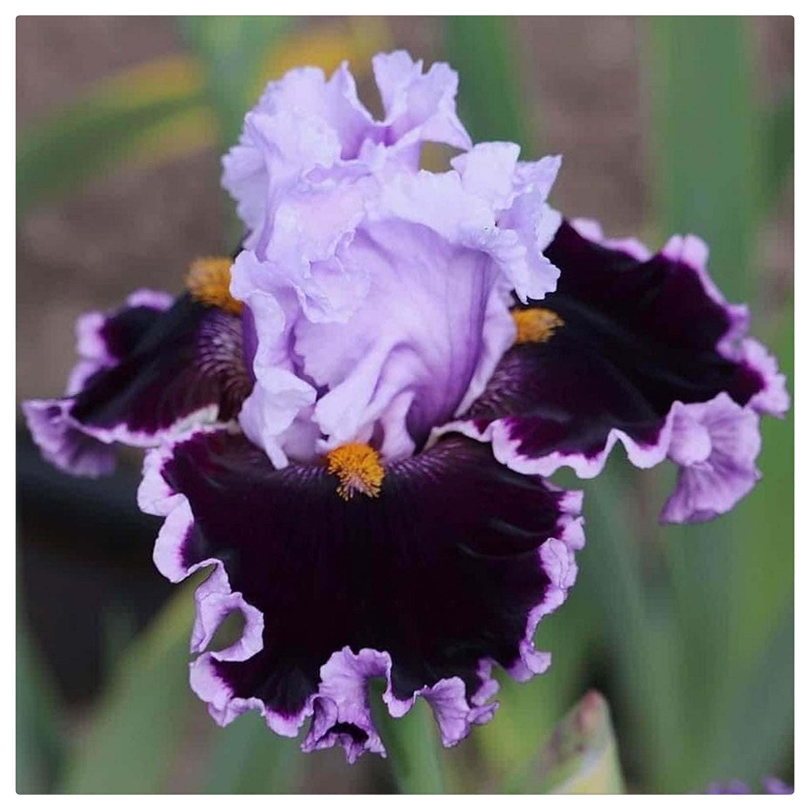 Garden Beautiful (Bearded Iris for Planting ) Professional Surprise to ...