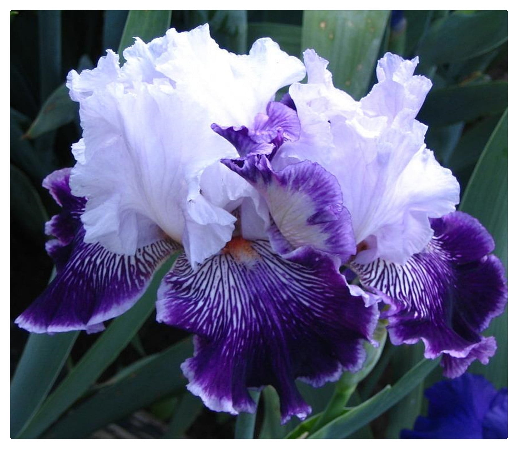 Garden Beautiful (Bearded Iris for Planting ) Professional Surprise to ...