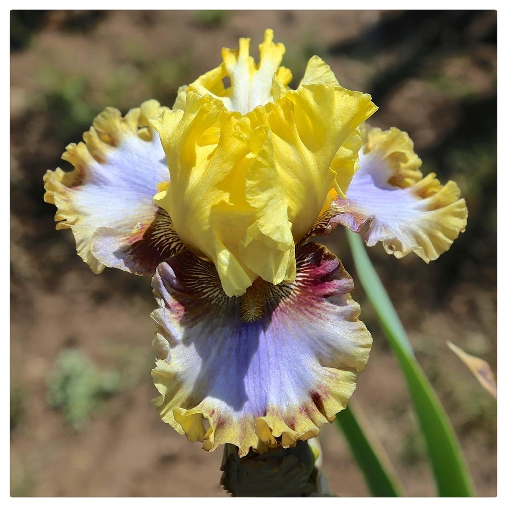 Garden Beautiful (Bearded Iris for Planting ) Professional Surprise to ...