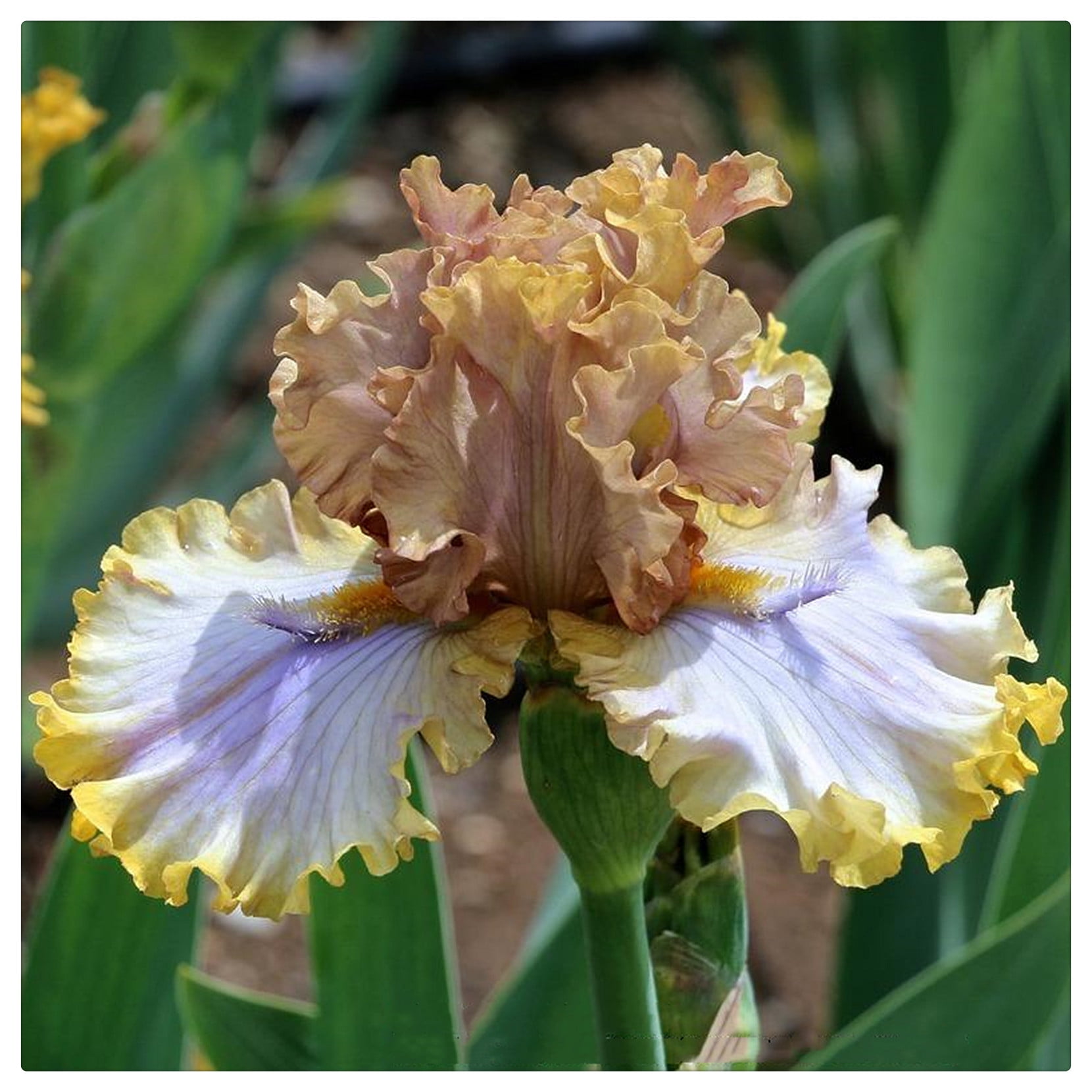 Garden Beautiful (Bearded Iris for Planting ) Professional Surprise to ...