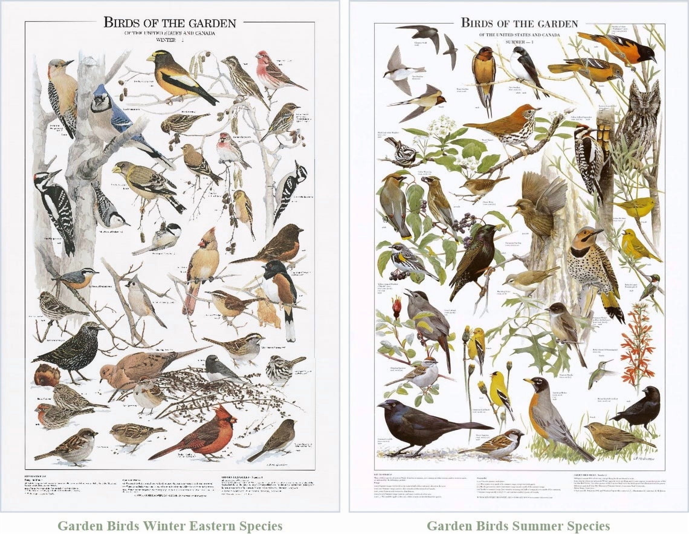 Birds of the Backyard: Poster & Reference Chart Set. Summer and Eastern ...
