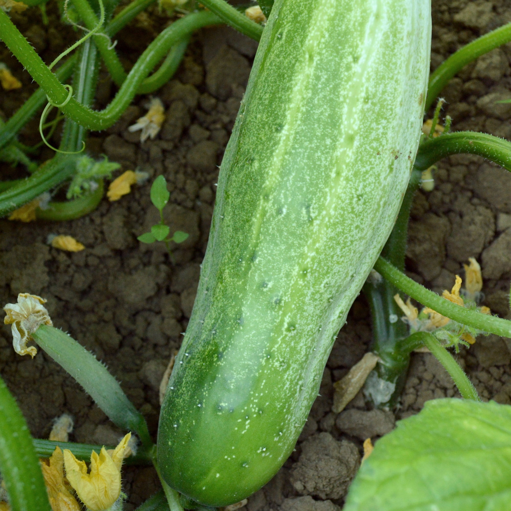 Garden Bush Slicer F1 Hybrid Cucumber Seeds - 5 Lb Bulk ~76000 Seeds ...