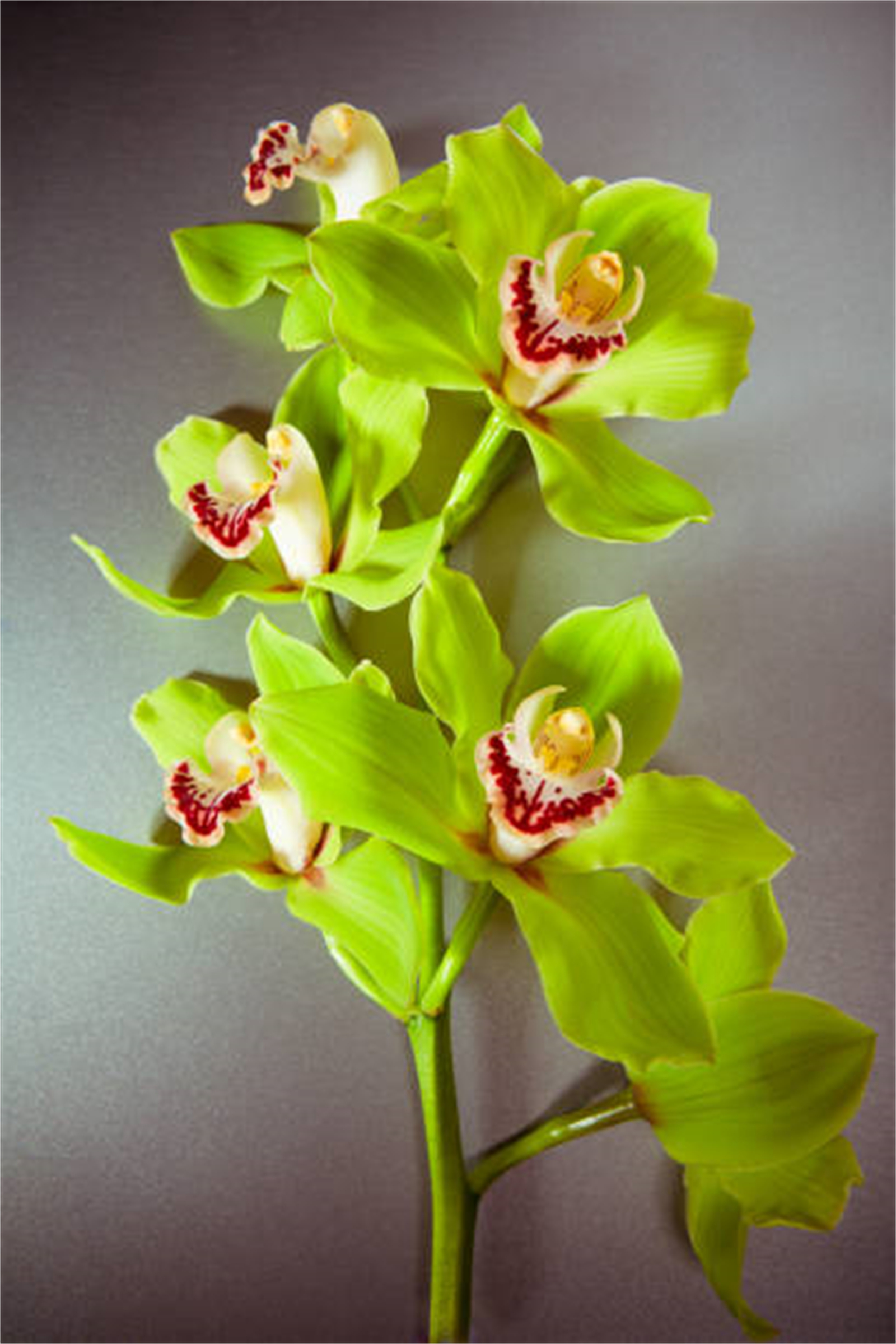 Garden (Cymbidium) Rich Colors Cymbidium, Outdoors, Perennial ...