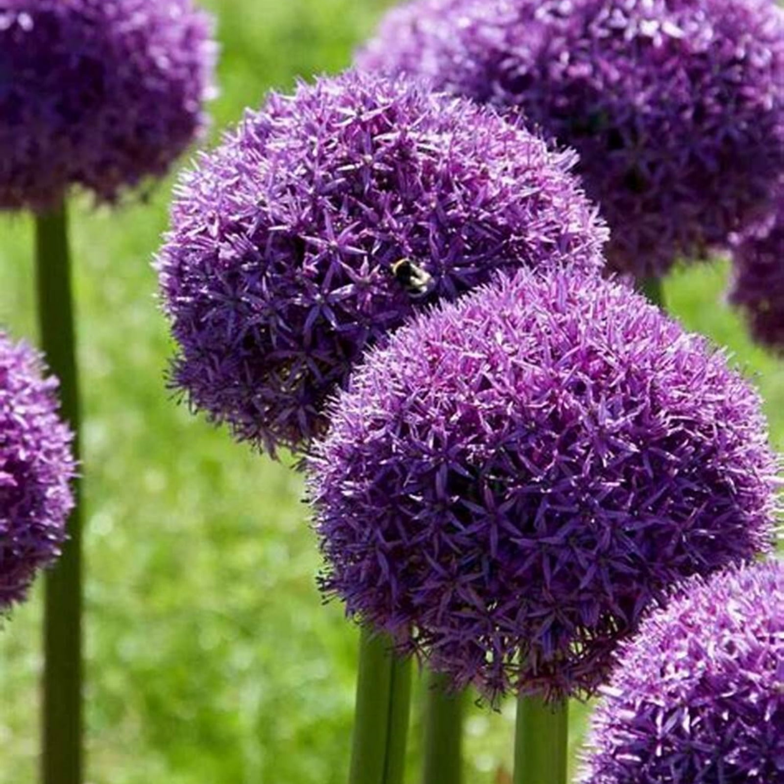 Garden Decoration, Allium , ( Allium ),Suitable for cut flower vases ...