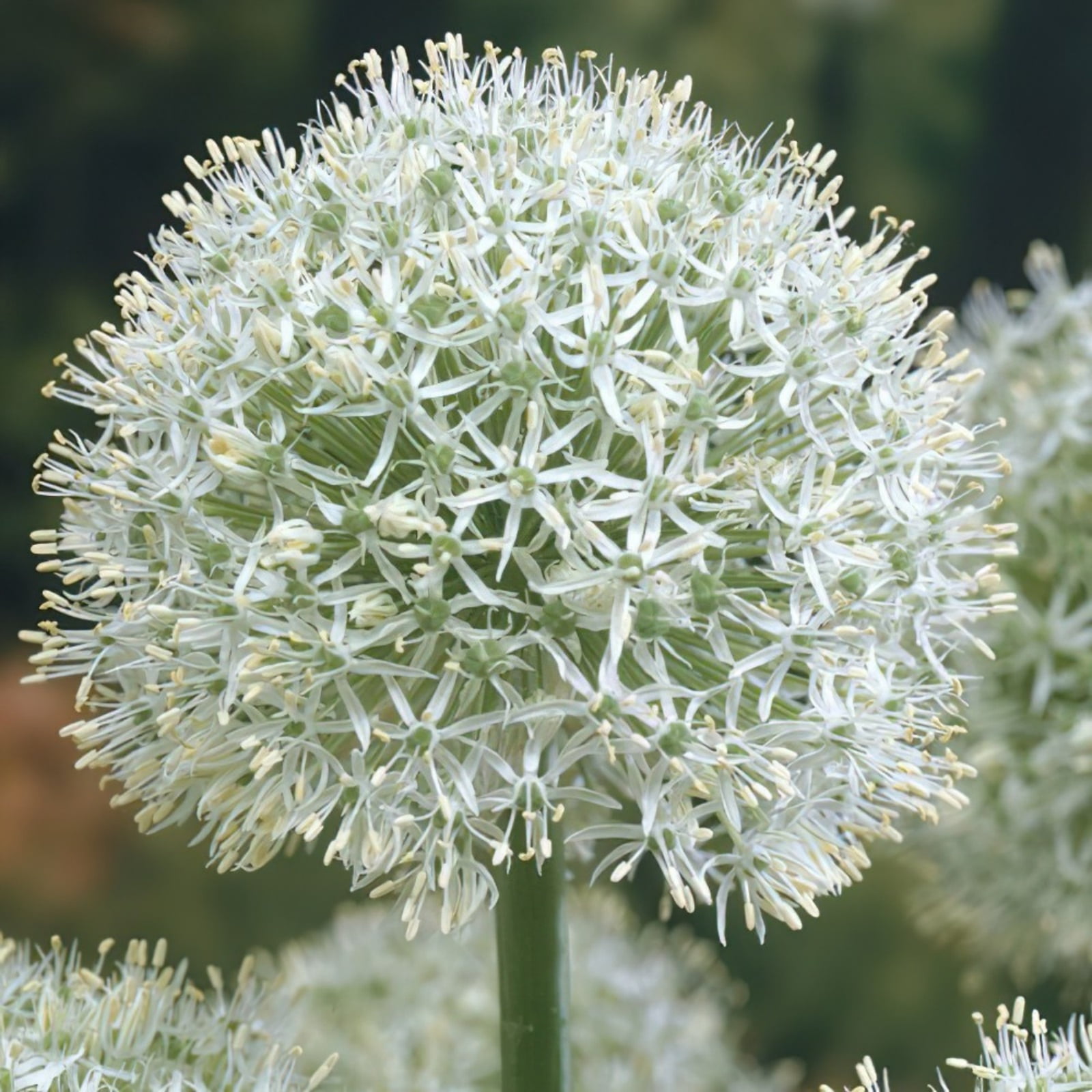 Garden Decoration, Allium , ( Allium ),Suitable for cut flower vases ...