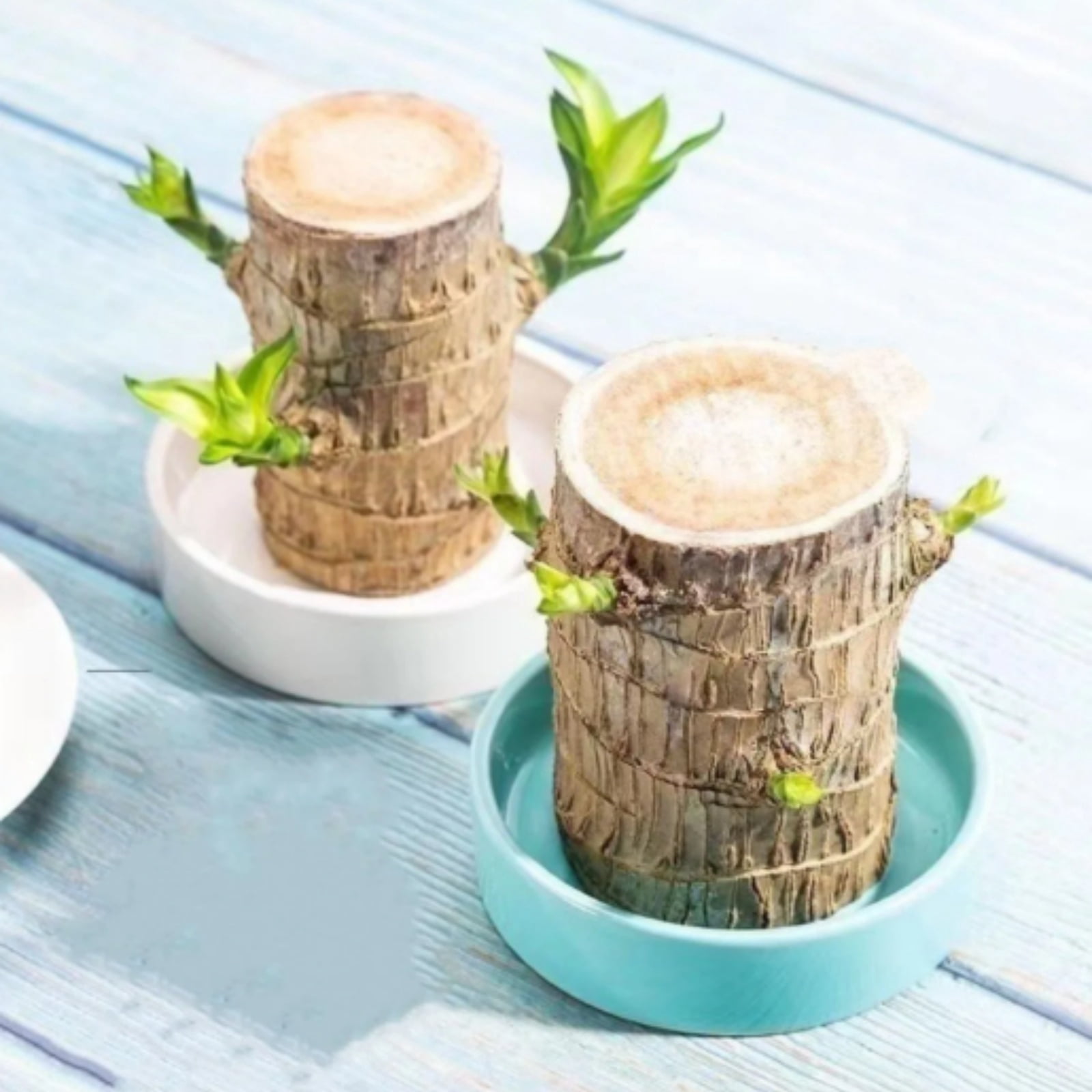 Garden Decoration,Brazilian wood planting,Suitable for cut flower vases ...