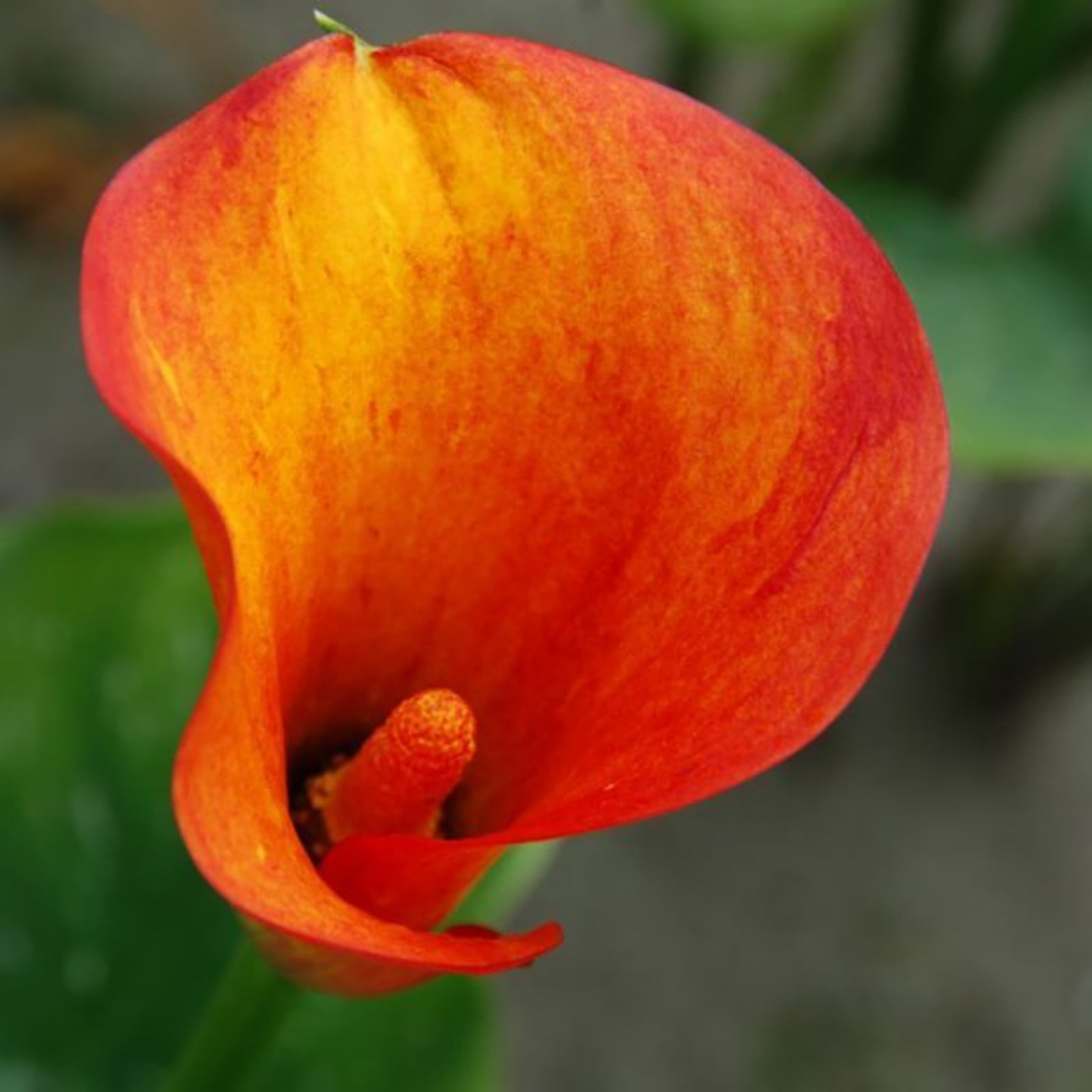 Garden Decoration,Calla lily , (Calla lily)planting,Suitable for cut ...