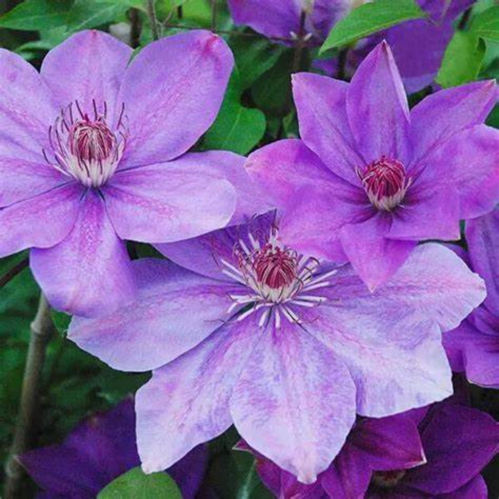 Garden Decoration, Clematis, (Clematis ),Suitable for cut flower vases ...