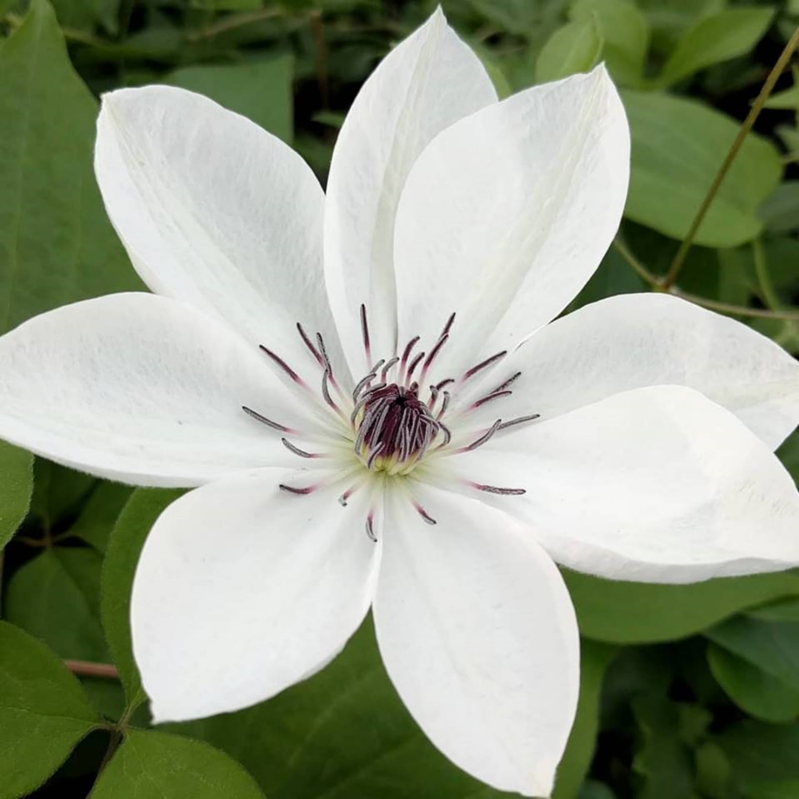 Garden Decoration, Clematis, (Clematis ),Suitable for cut flower vases ...