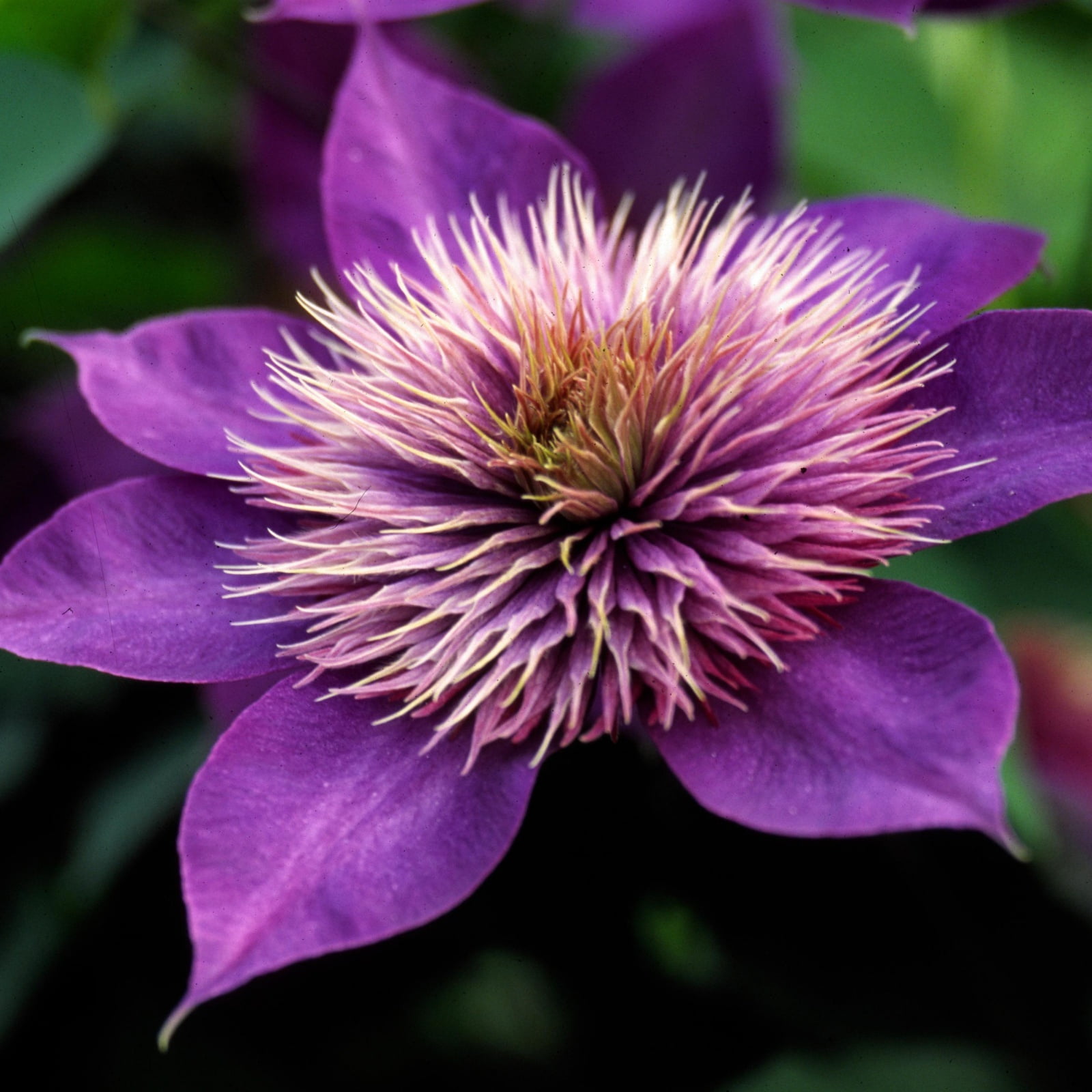 Garden Decoration, Clematis, (Clematis ),Suitable for cut flower vases ...