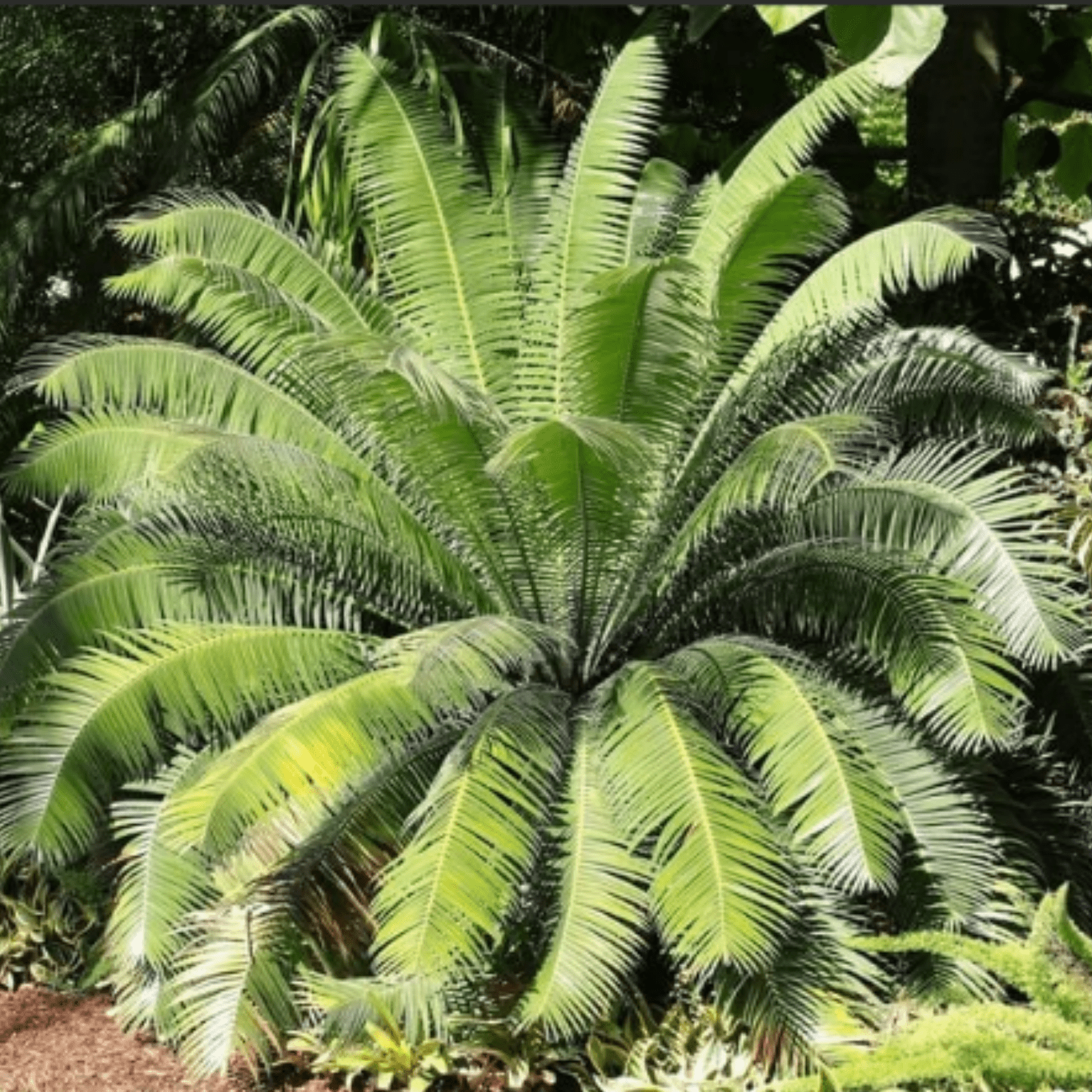 Garden Decoration, Cycad , ( Cycad)planting,Suitable for cut flower ...