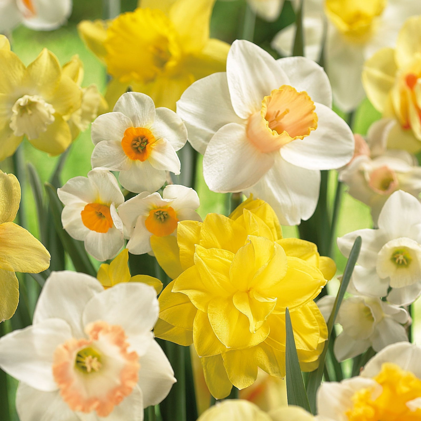 Garden Decoration, Daffodil, (Daffodil), bulbs mix, Suitable for cut ...