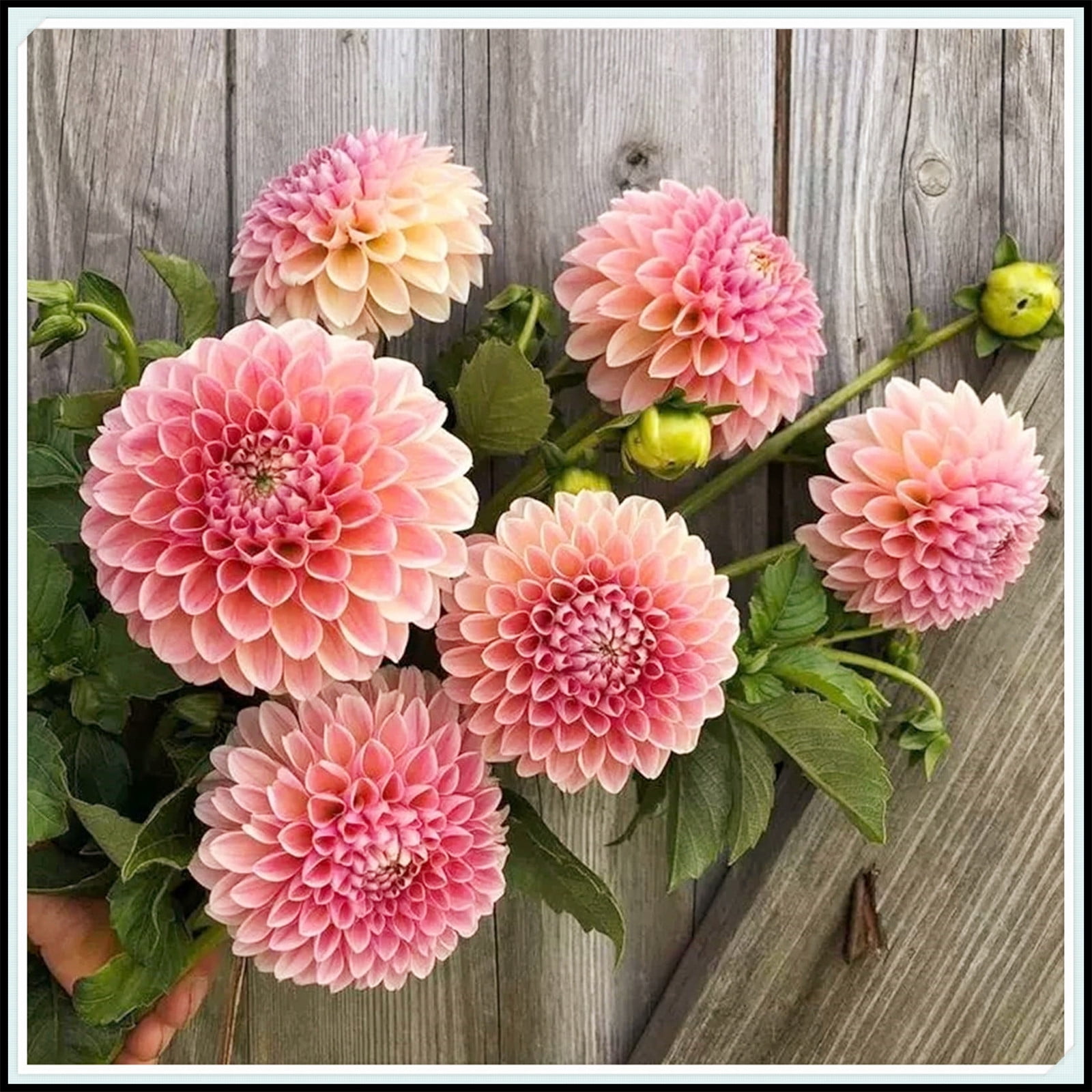 Garden Decoration Dahlia for Planting Professional Planting Beautify ...