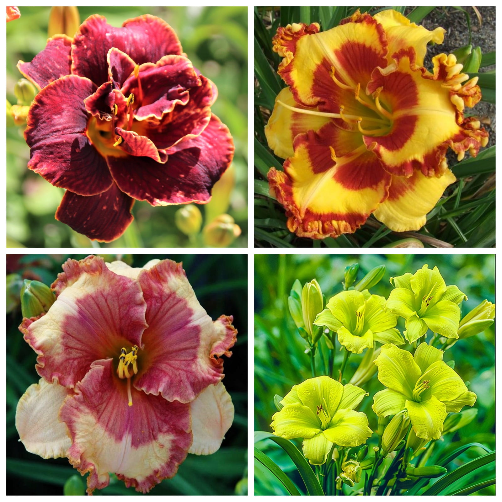 Garden Decoration (Daylily bulk) Professional Planting for Stunning Garden Displays Easy ...